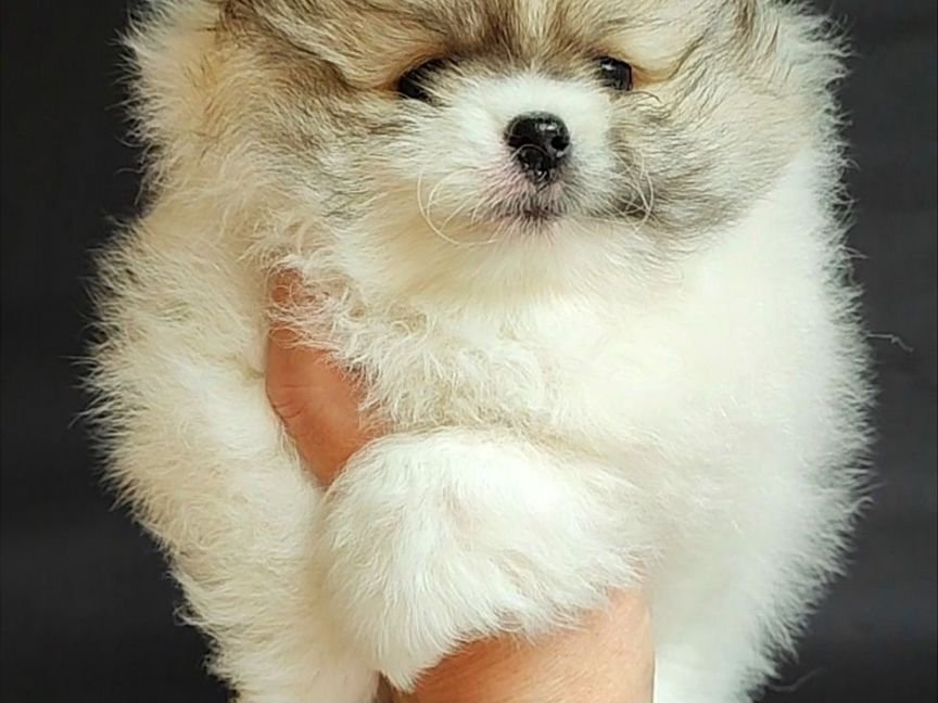 Девочка Шпиц померанский