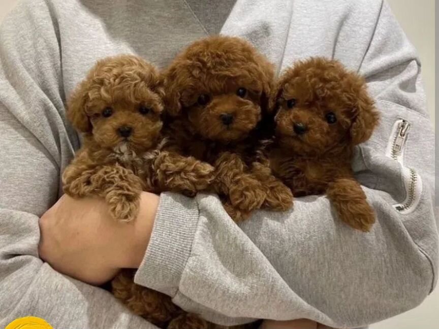 Настоящие Мишки Тедди мальтипу F1 мини