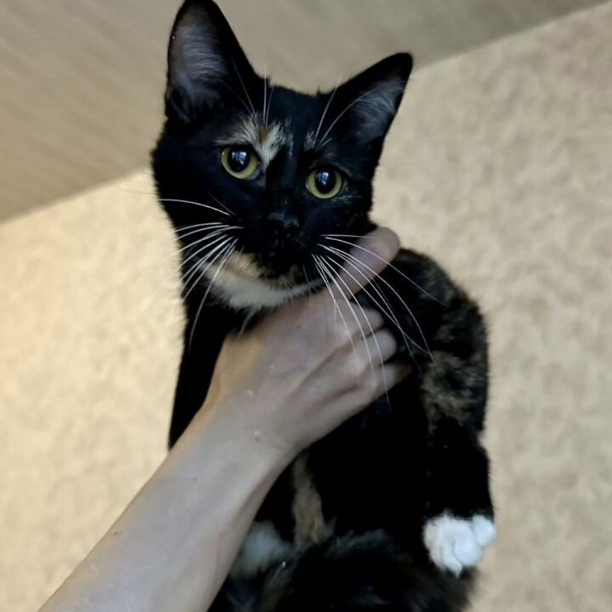 Котенок Карамелька