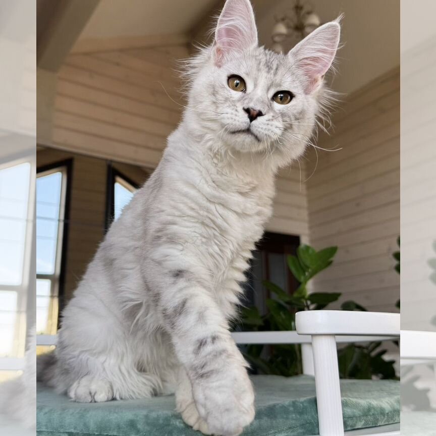 Мейн-кун котёнок