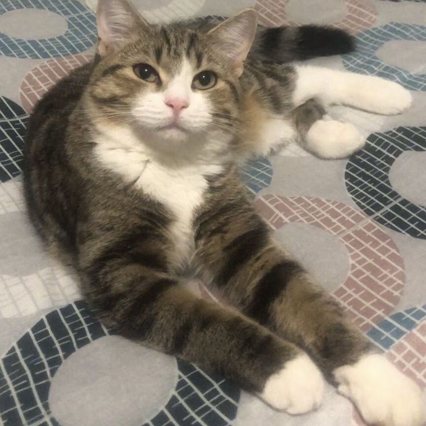 Кот ищет дом