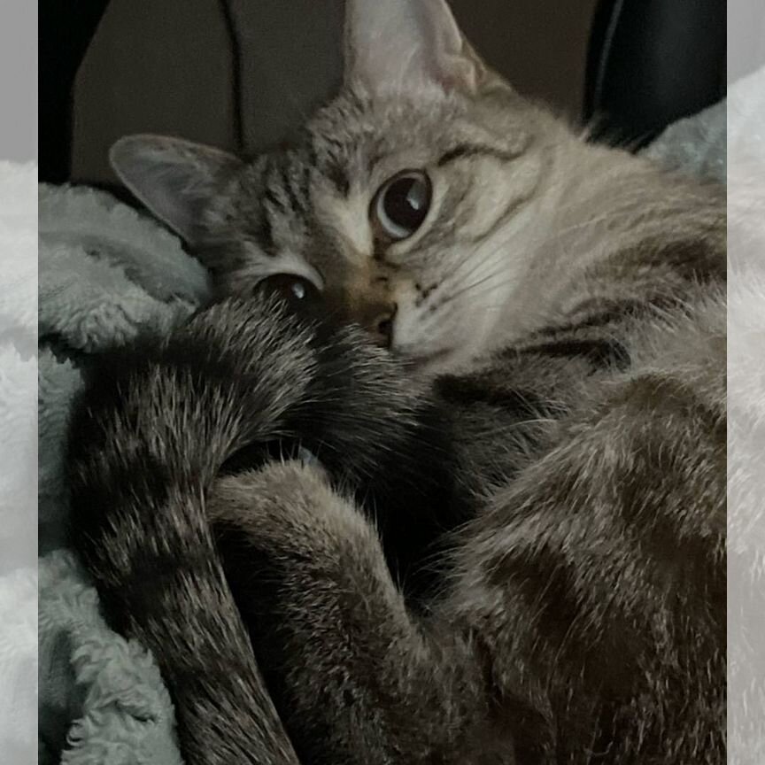 Взрослая кошка в добрые руки