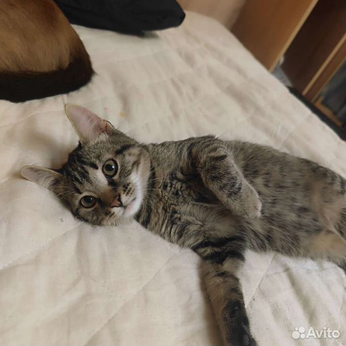 Серые пушистые булочки