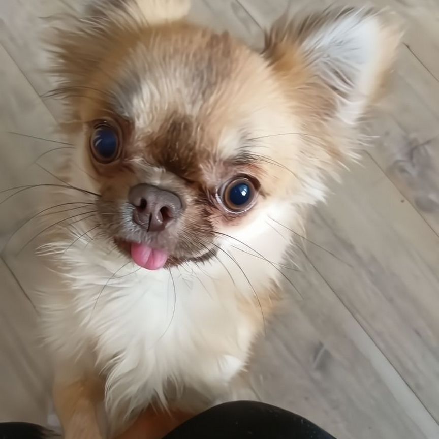 Чихуахуа, щенок