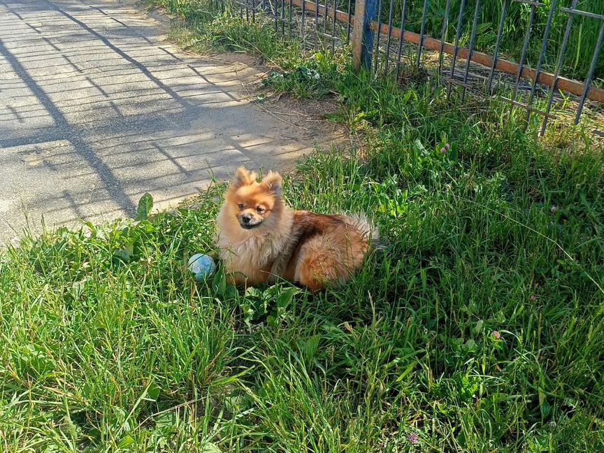 Собака вязка