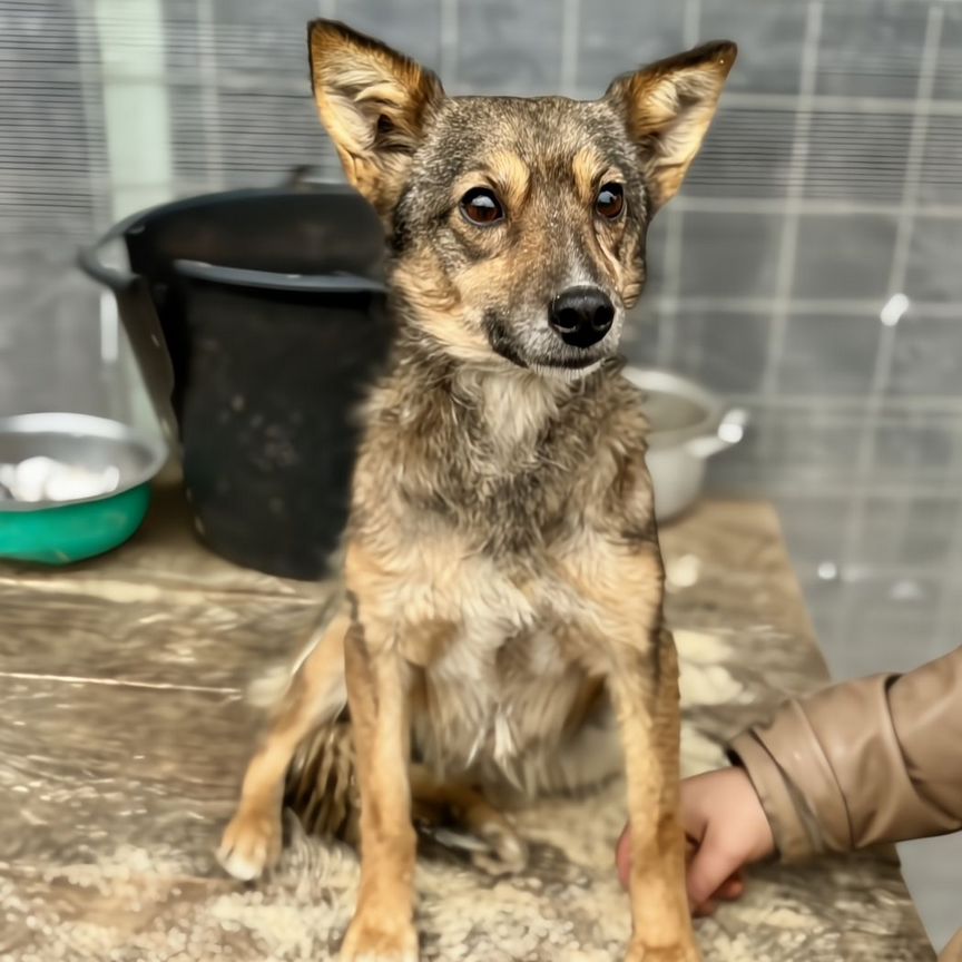 Взрослая собака в добрые руки