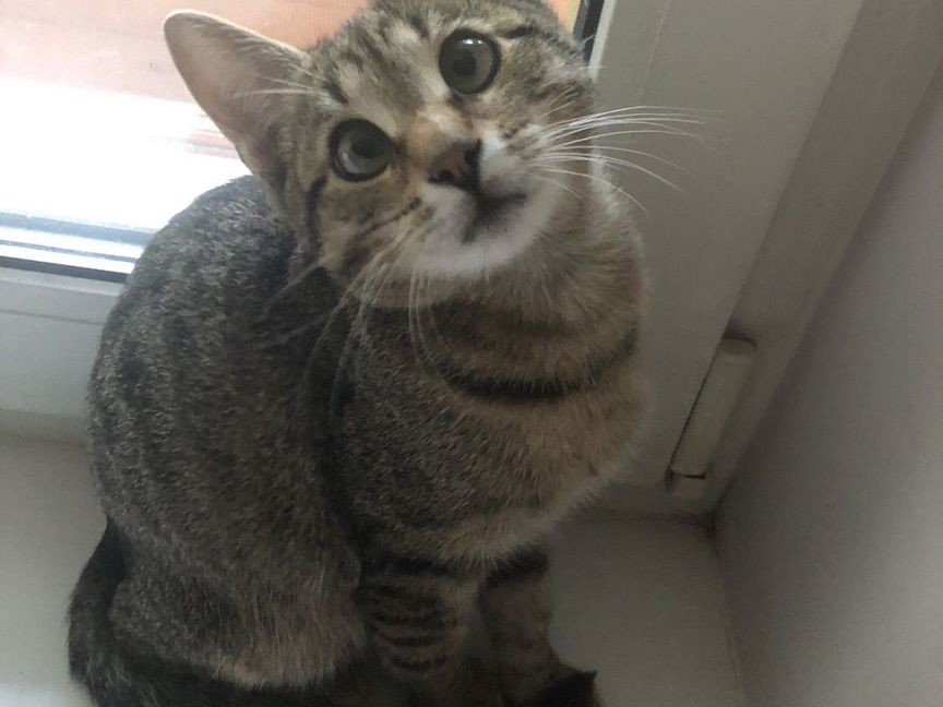 Котенок 4,5 месяца девочка