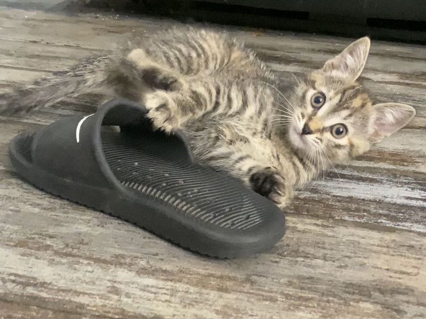 Отдадим котенка в добрые руки
