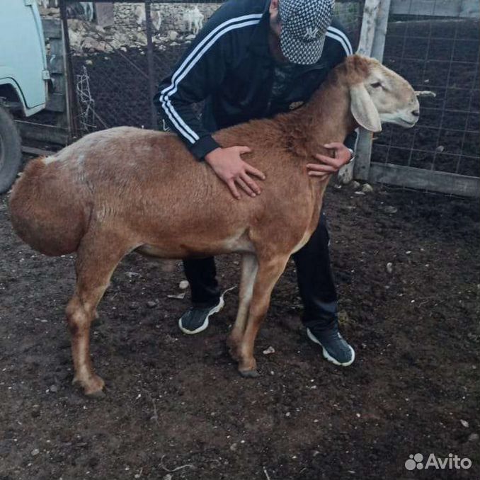 Гисарский баран