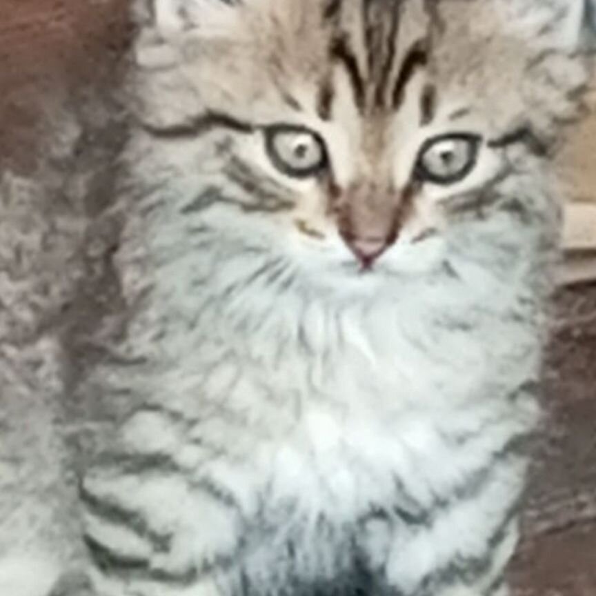 Котята в добрые руки приучены к лотку