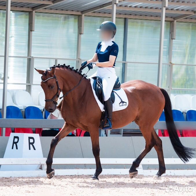 Продам лошадь