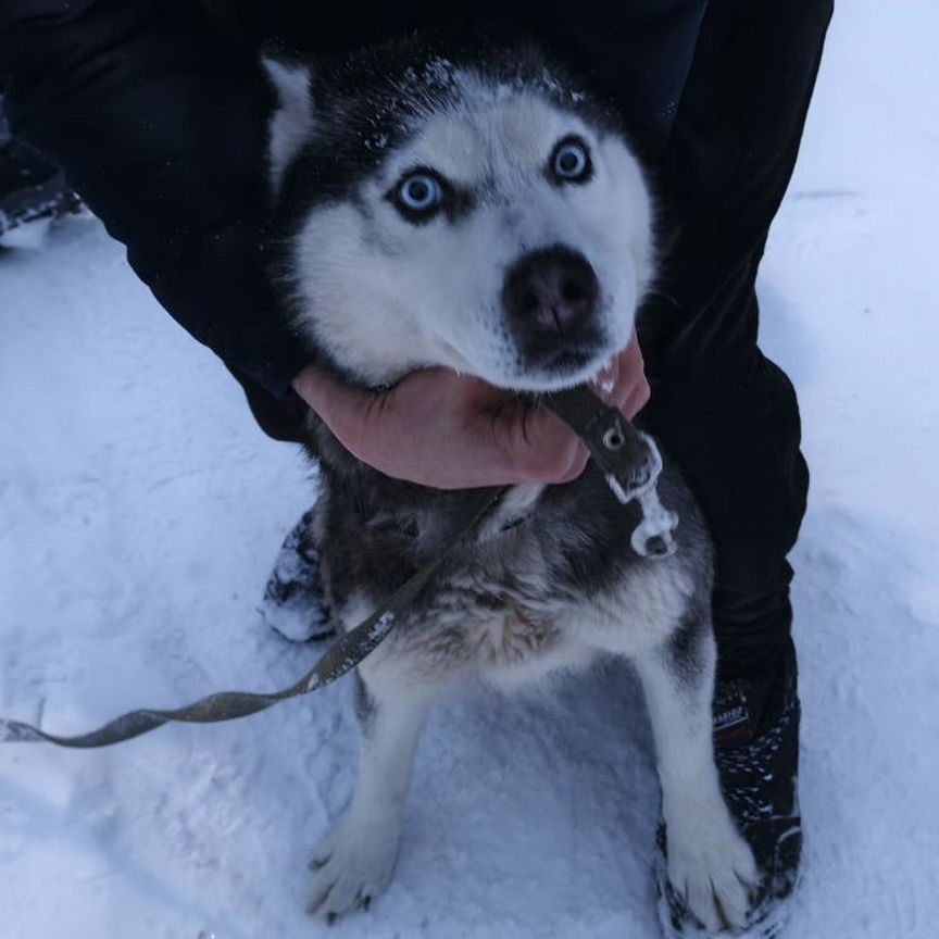 Сибирский хаски, взрослая собака