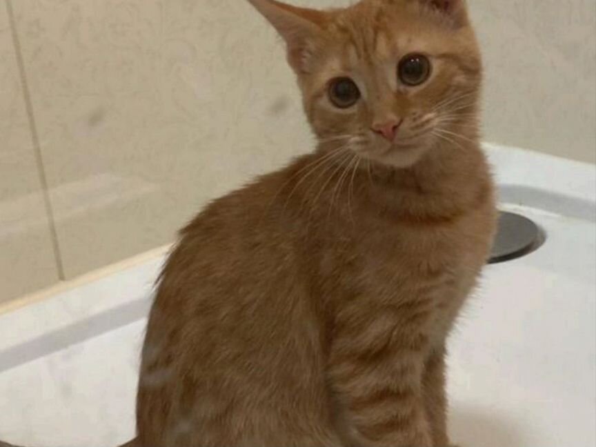 Кошка