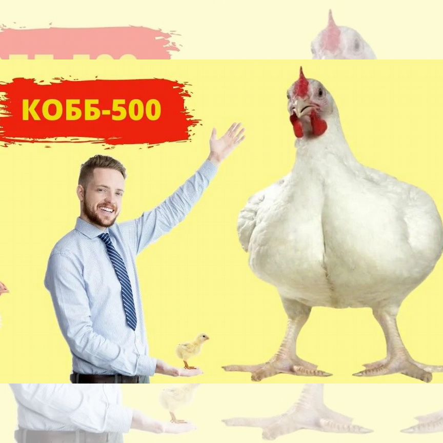 Инкубационное яйцо Бройлера Кобб 500 импорт
