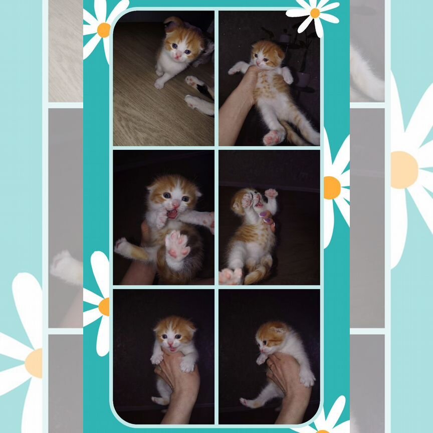 Шотландский вислоухий короткошёрстный котёнок