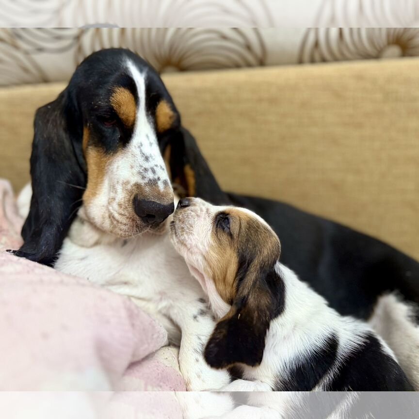 Бассет-хаунд, щенок