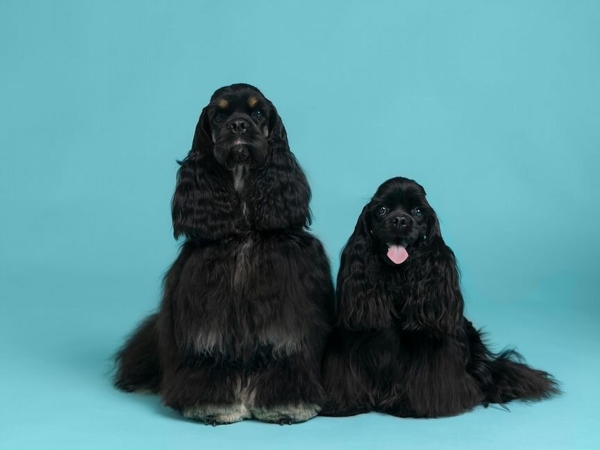 Щенки американского кокер спаниеля