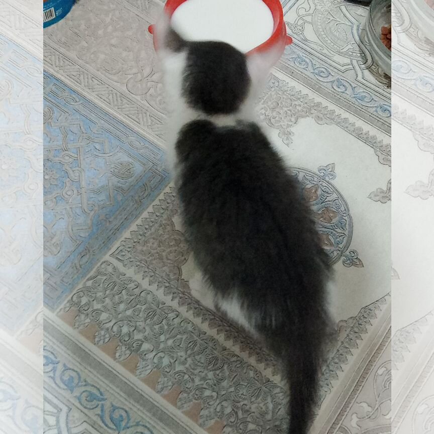 Котёнок в добрые руки