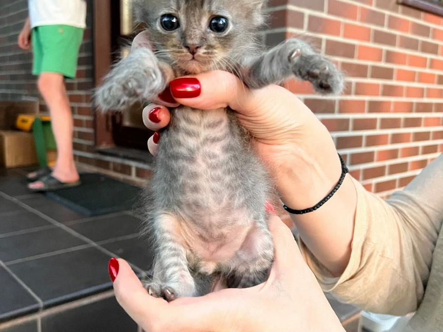 Котенок - инопланетянин в добрые руки