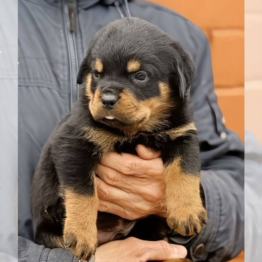 Ротвейлер, щенок