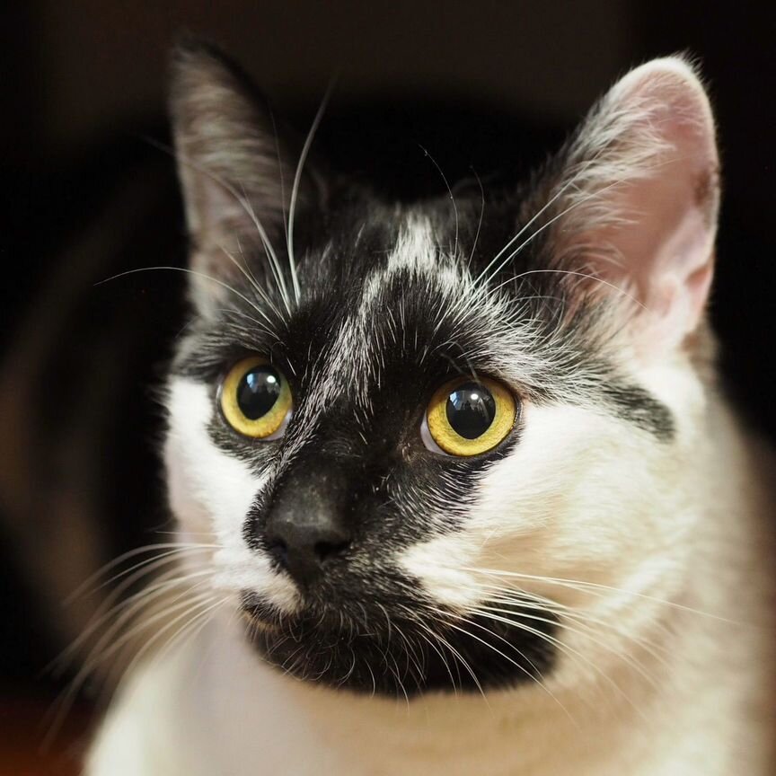 Лучше кота не найти