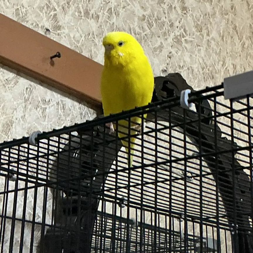 Волнистый попугай