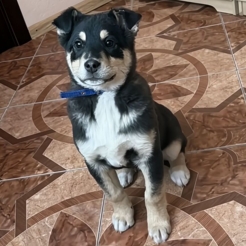 Щенок в добрые руки