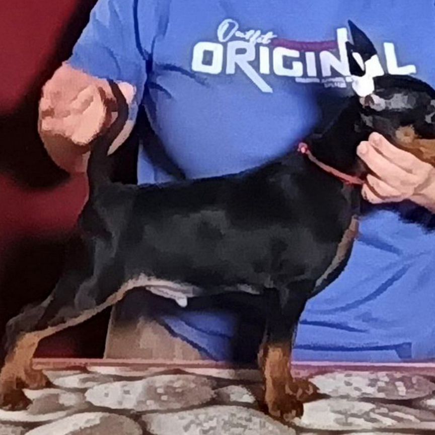 Цвергпинчер, щенок