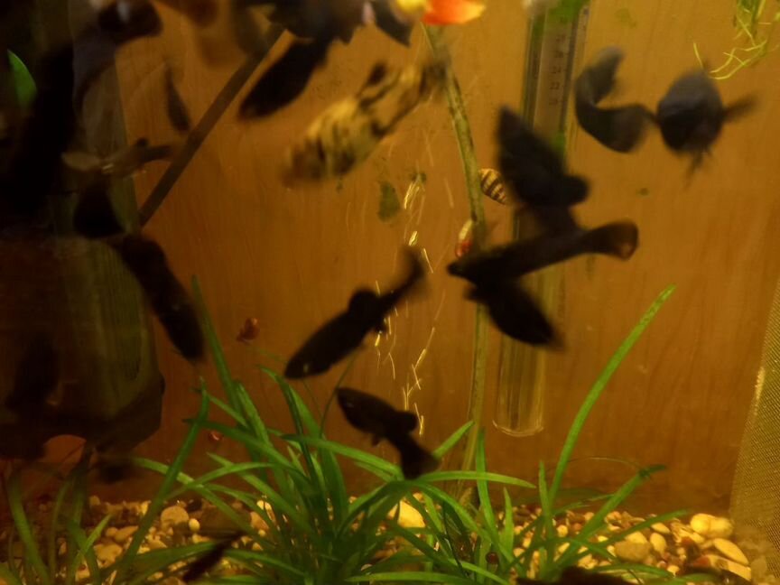 Аквариумные рыбки