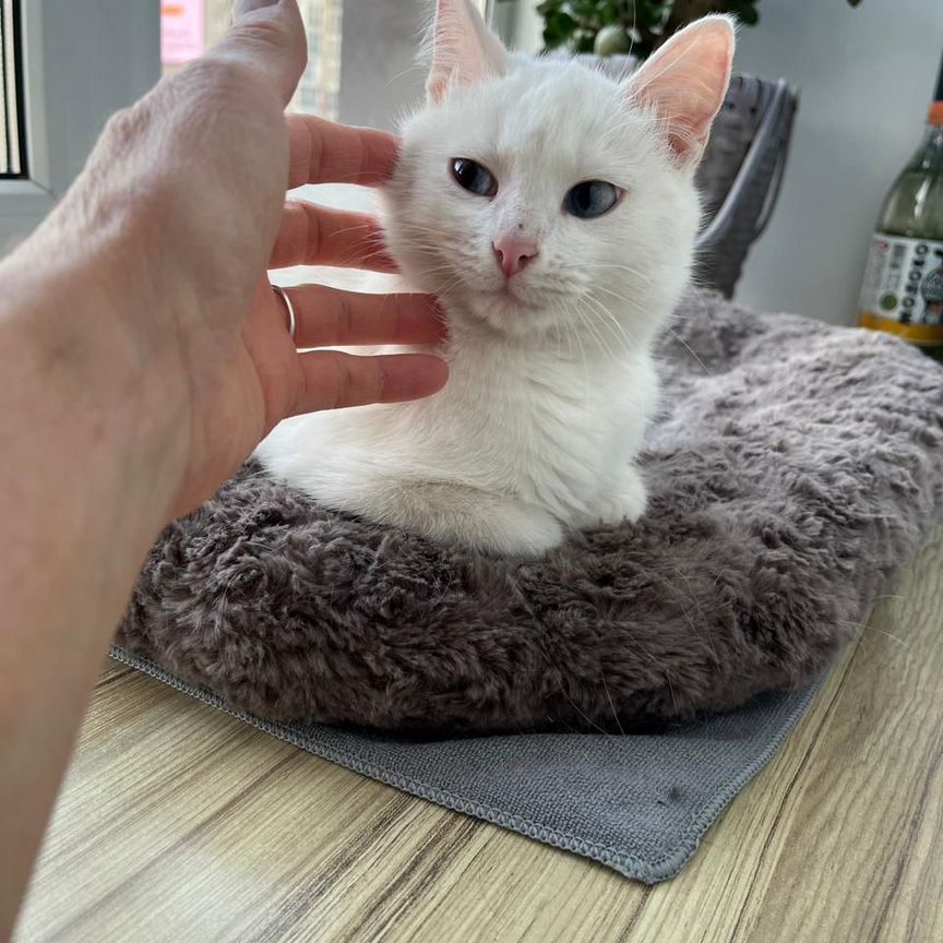 Котёнок девочка, 4 месяца