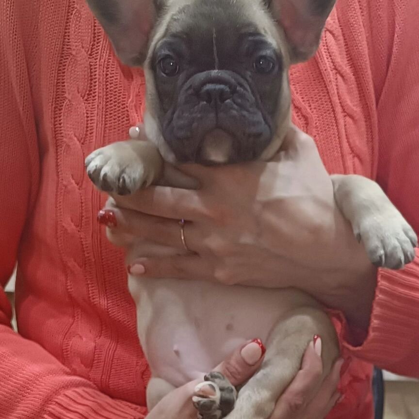 Французский бульдогдевочка