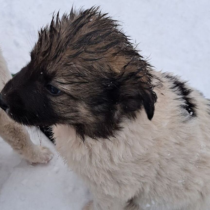 Щенок в добрые руки