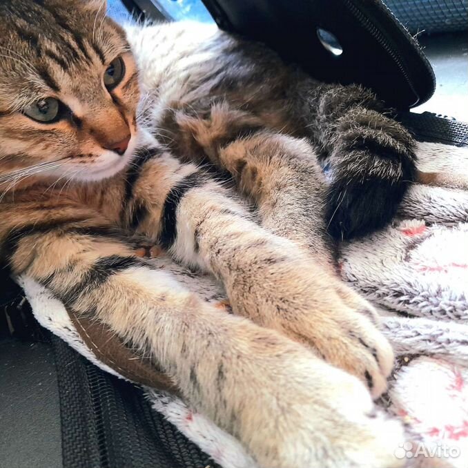 Чивас, интеллигентный котик