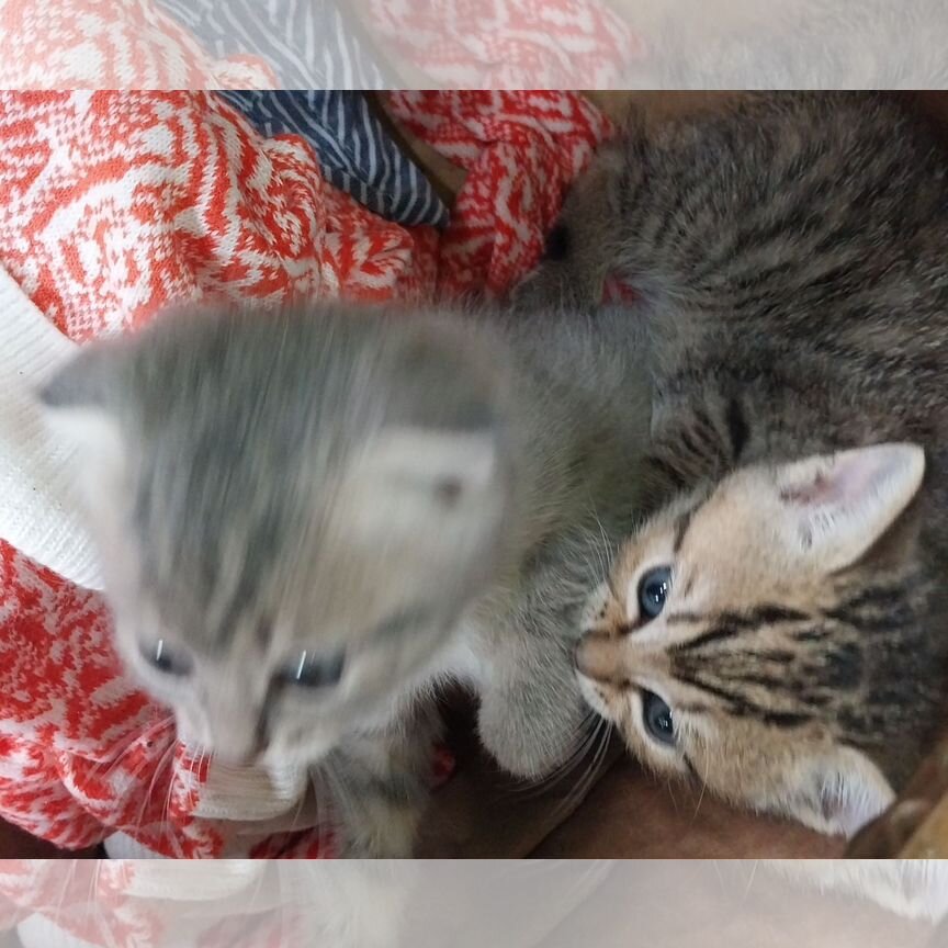 Отдаём котят в добрые руки, бесплатно. Пушистые