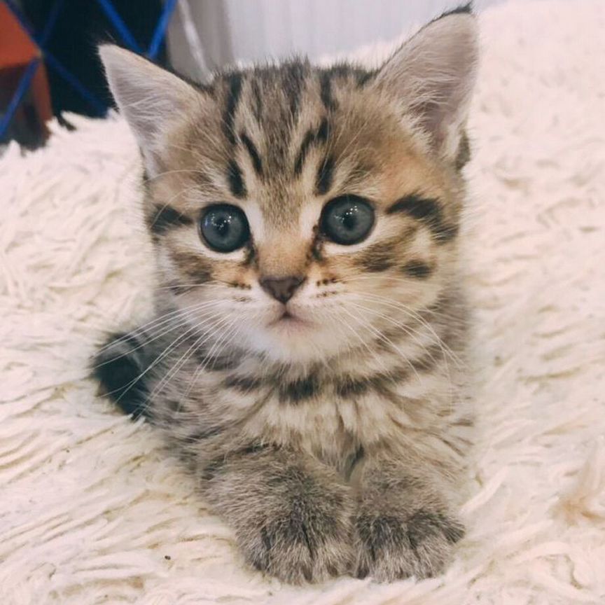 Шотландский прямоухий короткошёрстный котёнок