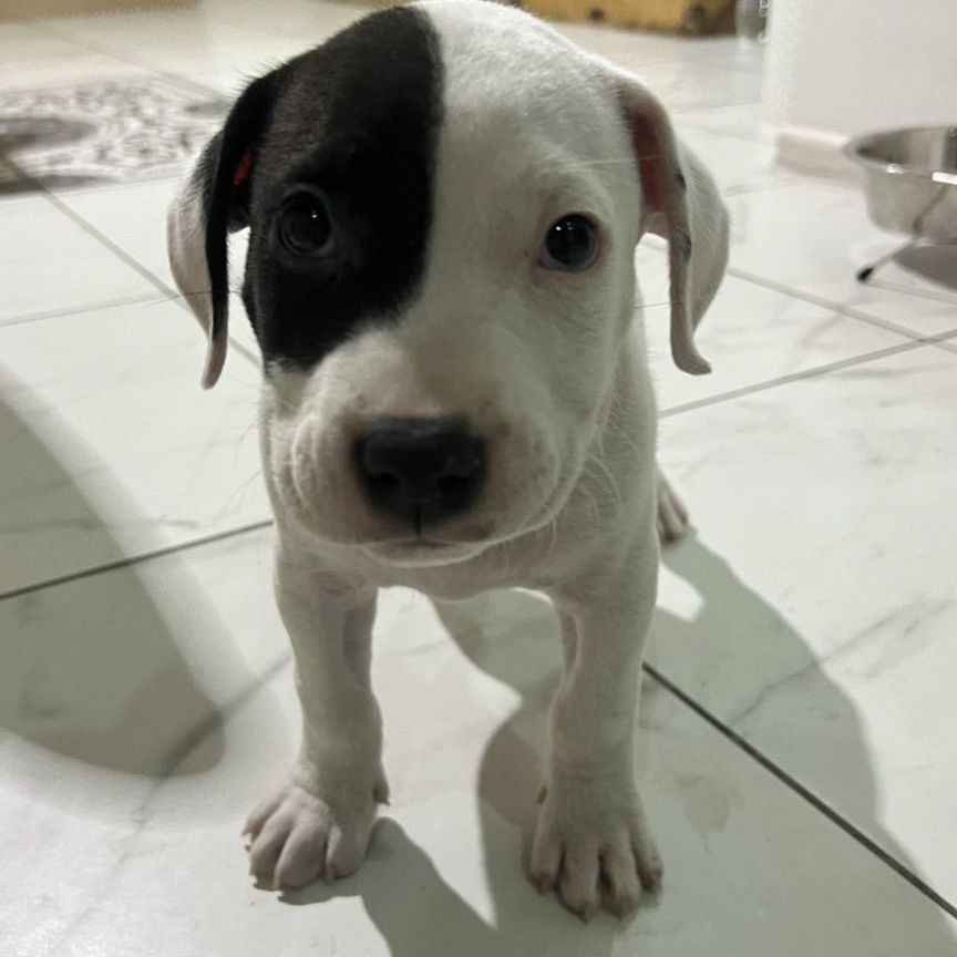 Американский стаффордширский терьер, щенок