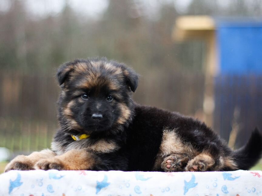 Немецкая овчарка длинношерстная