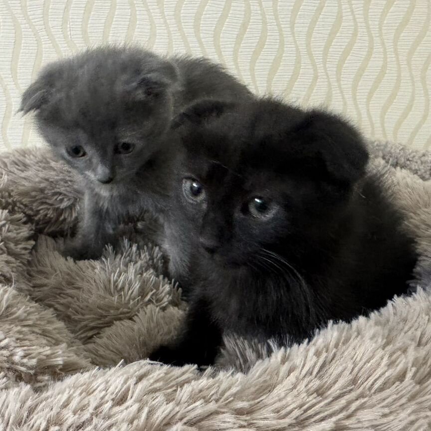 Шотландский вислоухий длинношёрстный котёнок