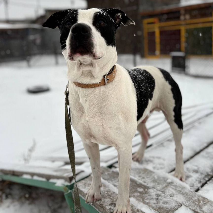 Американский стаффордширский терьер, взрослый пёс