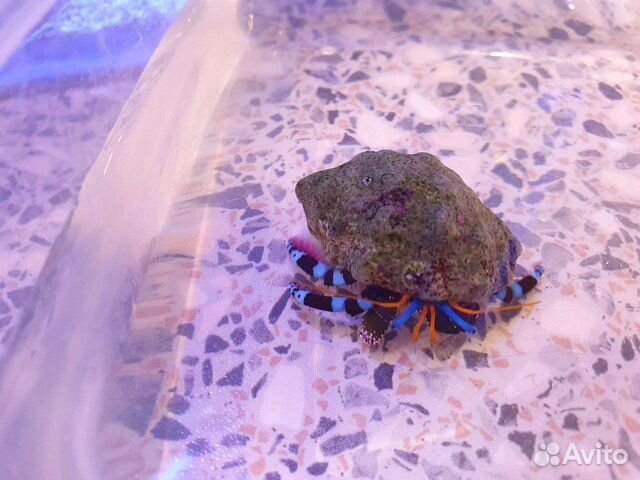 Рак отшельник синелапый (Calcinus elegans)