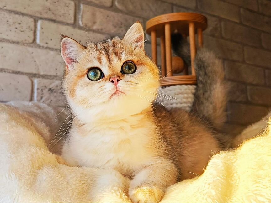 Плюшевая красавица