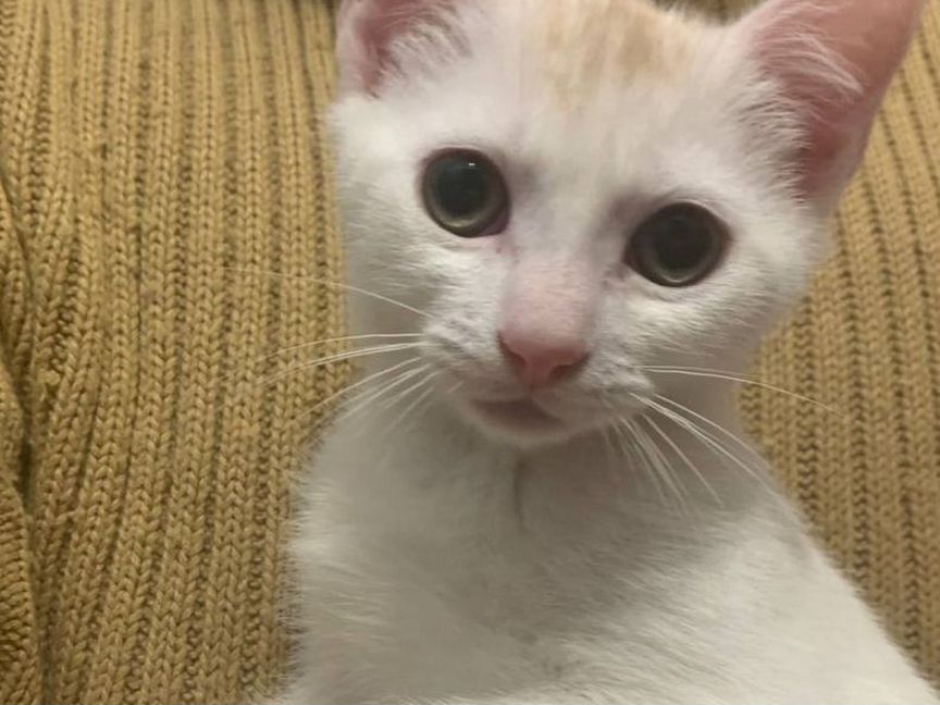 Нежный котенок