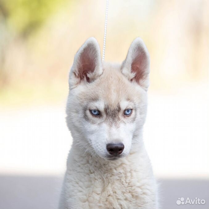 Породные щенки Сибирский хаски