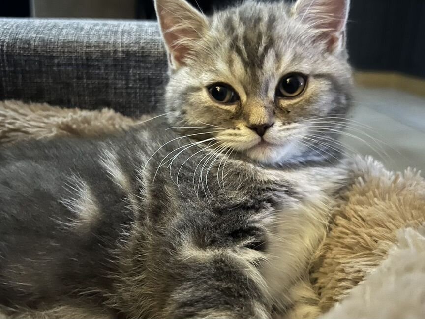 Шотландский кот
