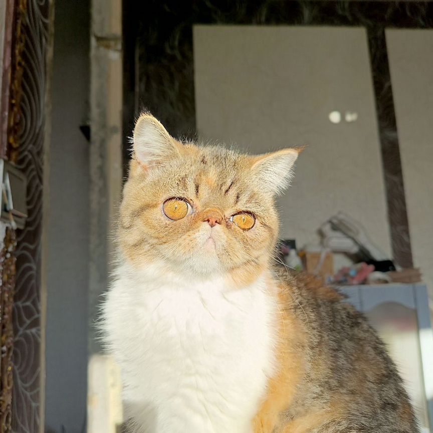 Продам котенка экзот