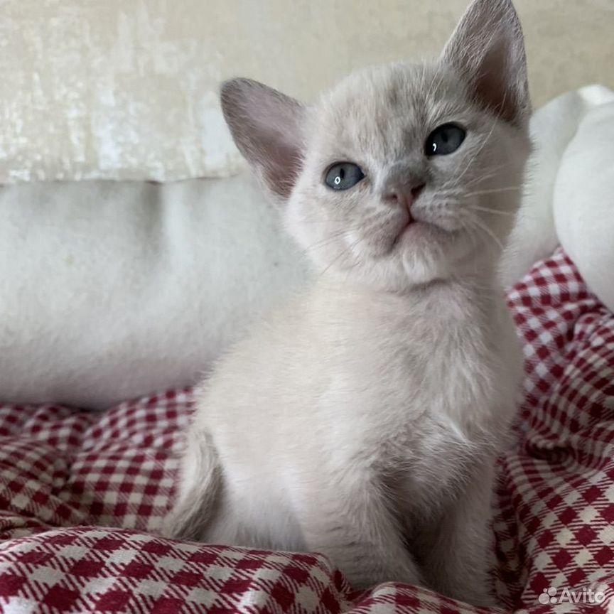 Лиловые котята