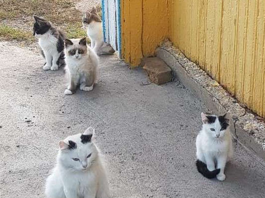 Котята в добрые руки