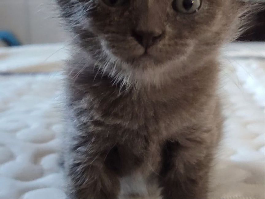 Голубые котятки