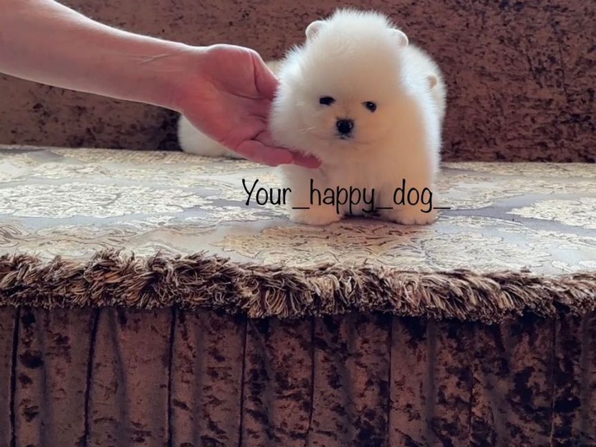 Кукольные детки - Шпиц