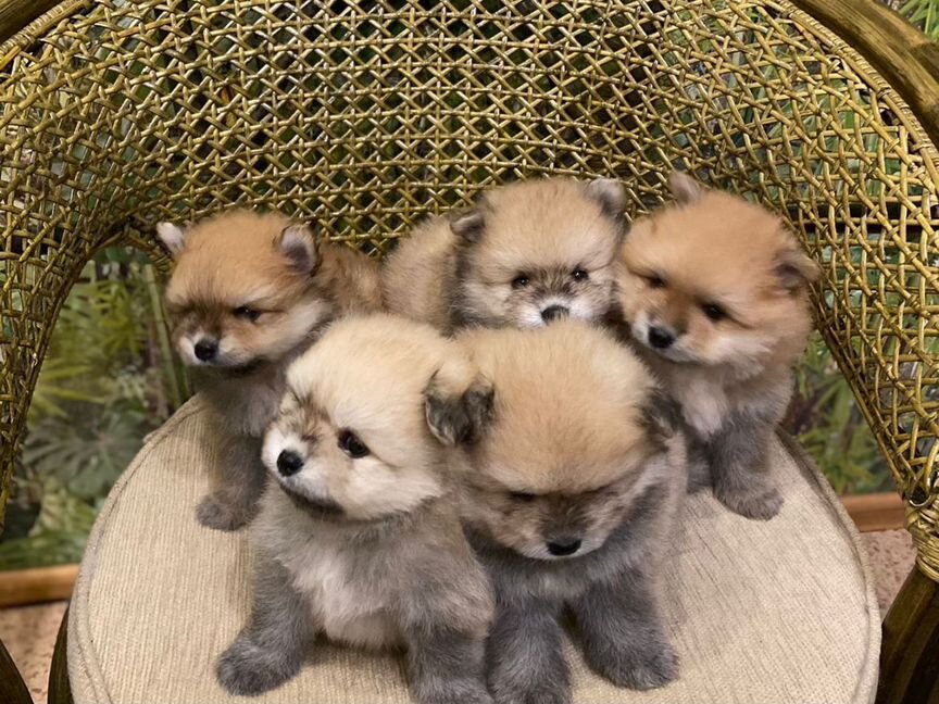 Щенята Шпиц